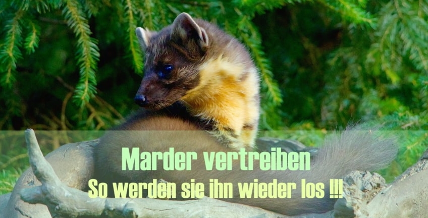 Wie Werde Ich Ein Marder Los